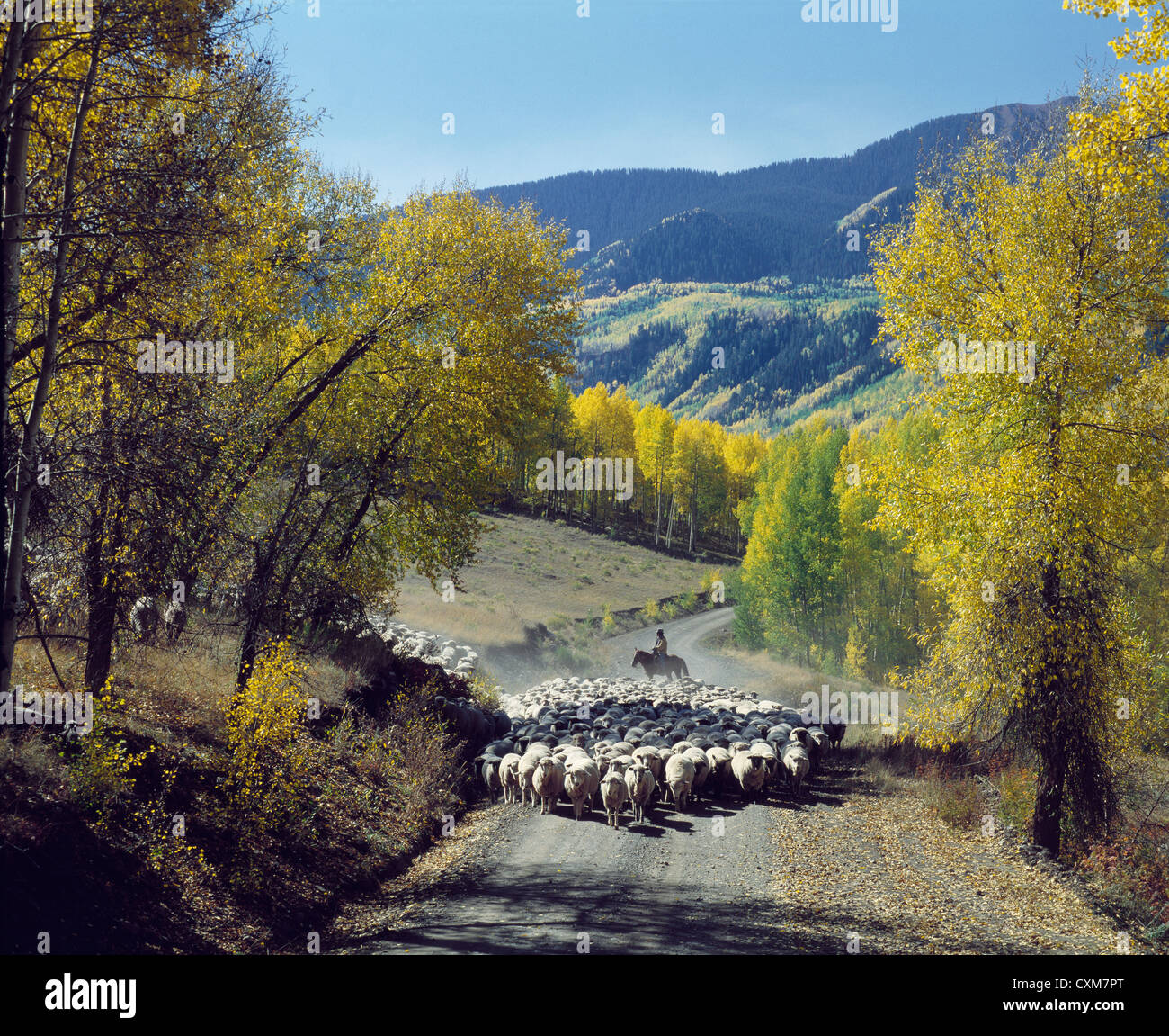 FLOCK OF SHEEP WALKING ON MOUNTAIN ROAD IN FALL / COLORADO Stock Photo ...