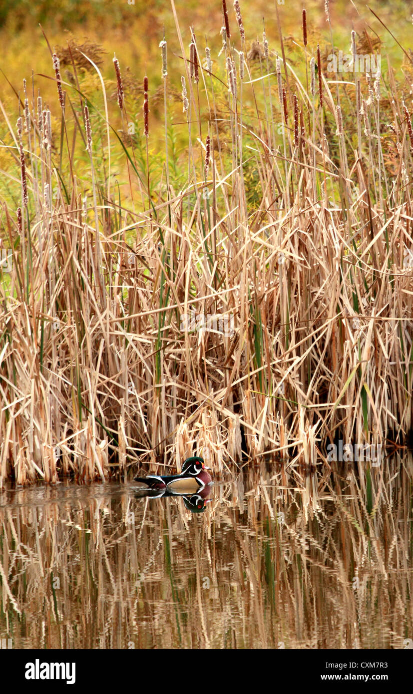 A lone wood duck drake on a pond in autumn Stock Photo - Alamy