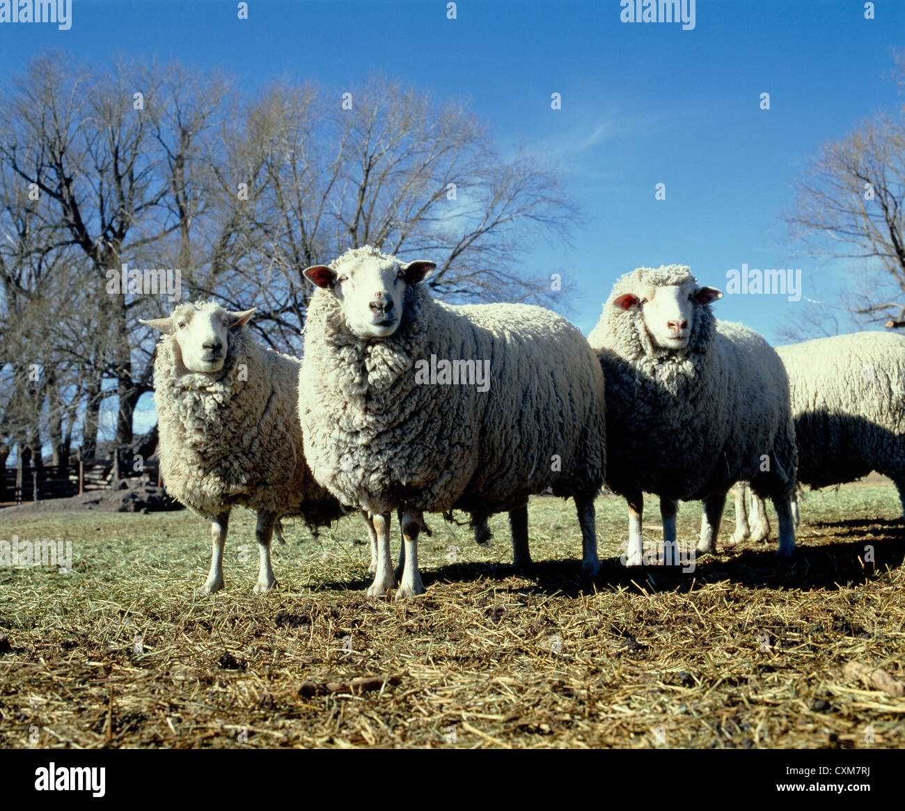 Very heavy wool hi-res stock photography and images - Alamy
