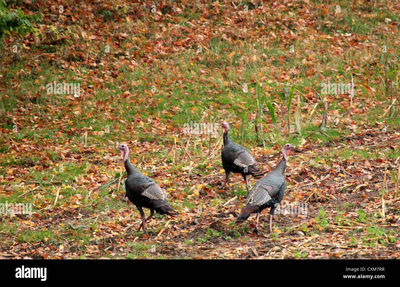 Corn field turkey hi-res stock photography and images - Alamy