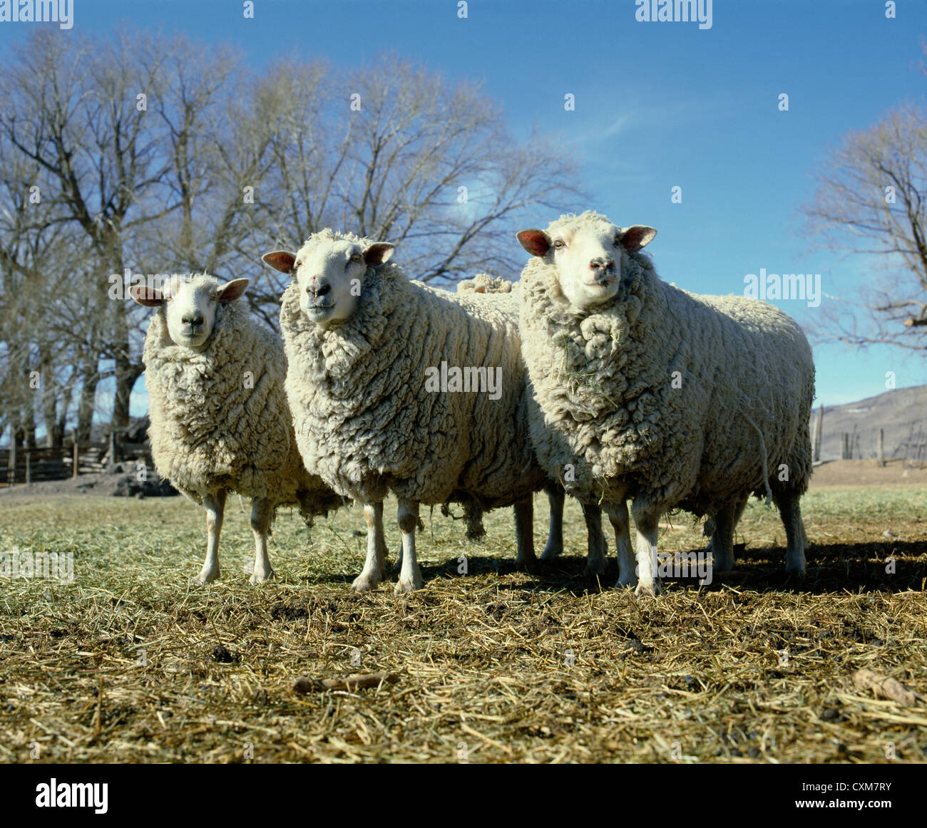 Sheep with thick wool hi-res stock photography and images - Alamy