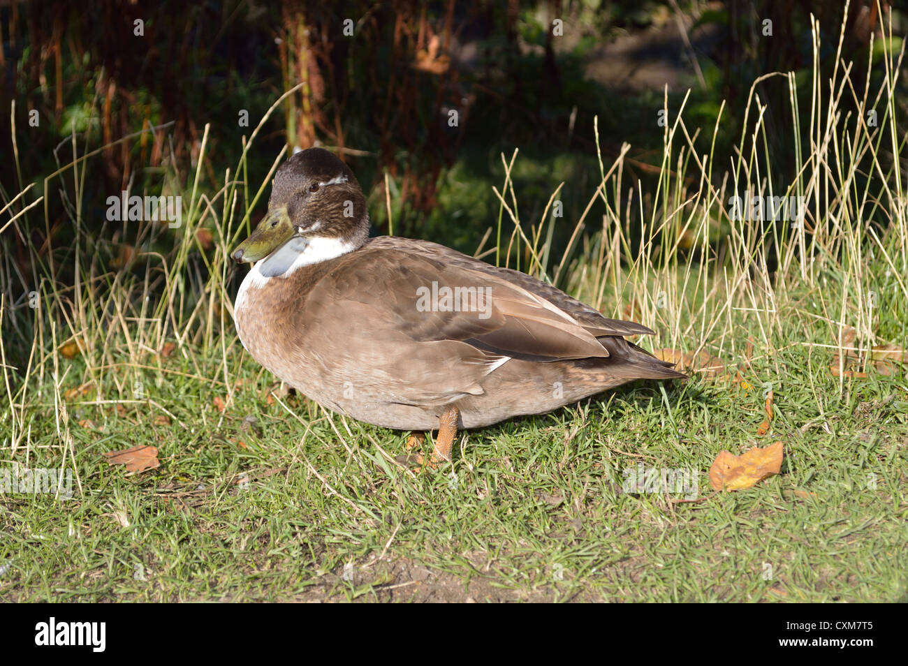 Stokesley north yorkshire hi-res stock photography and images - Alamy