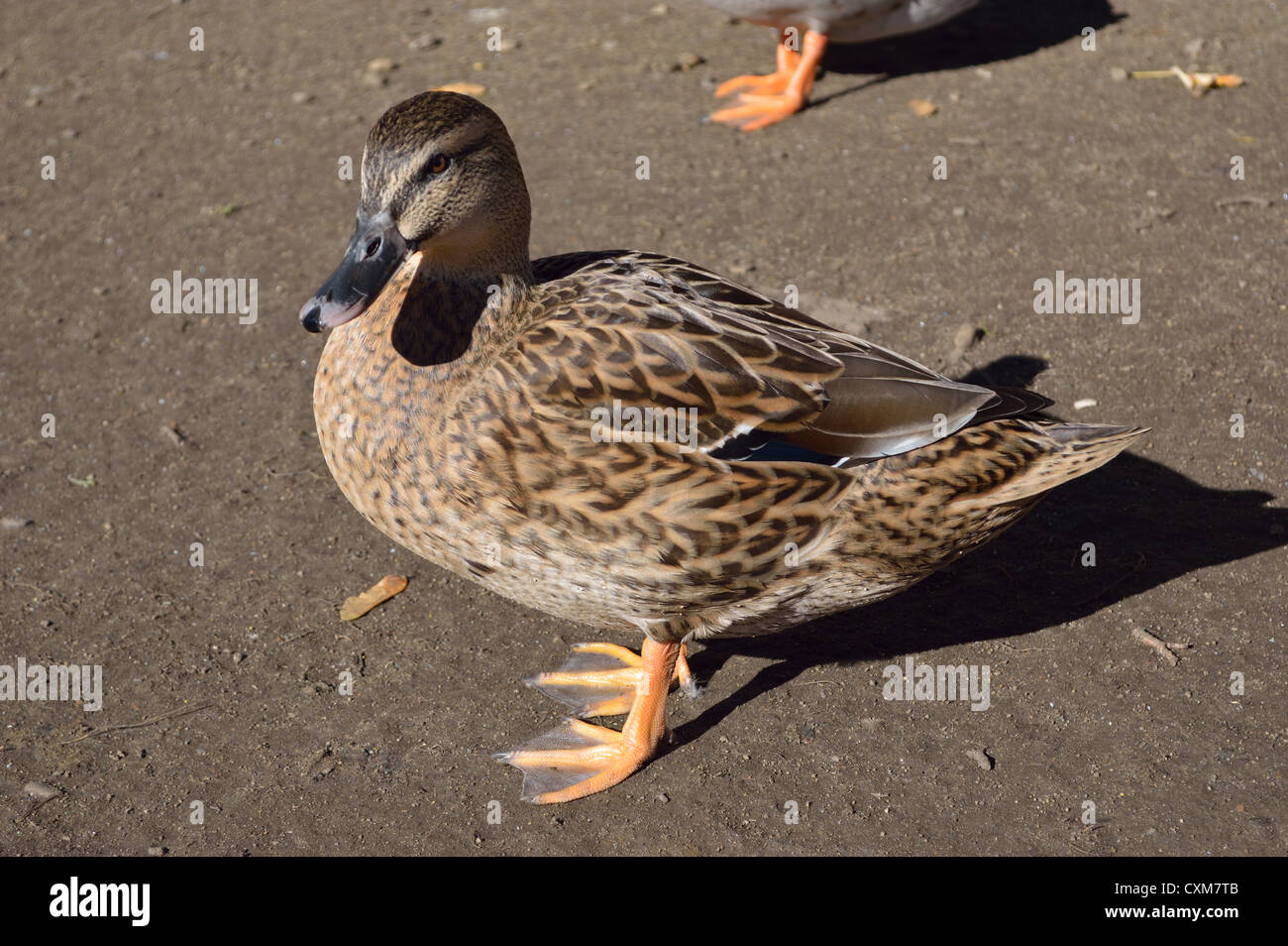 Duck posing for the camera Stock Photo - Alamy
