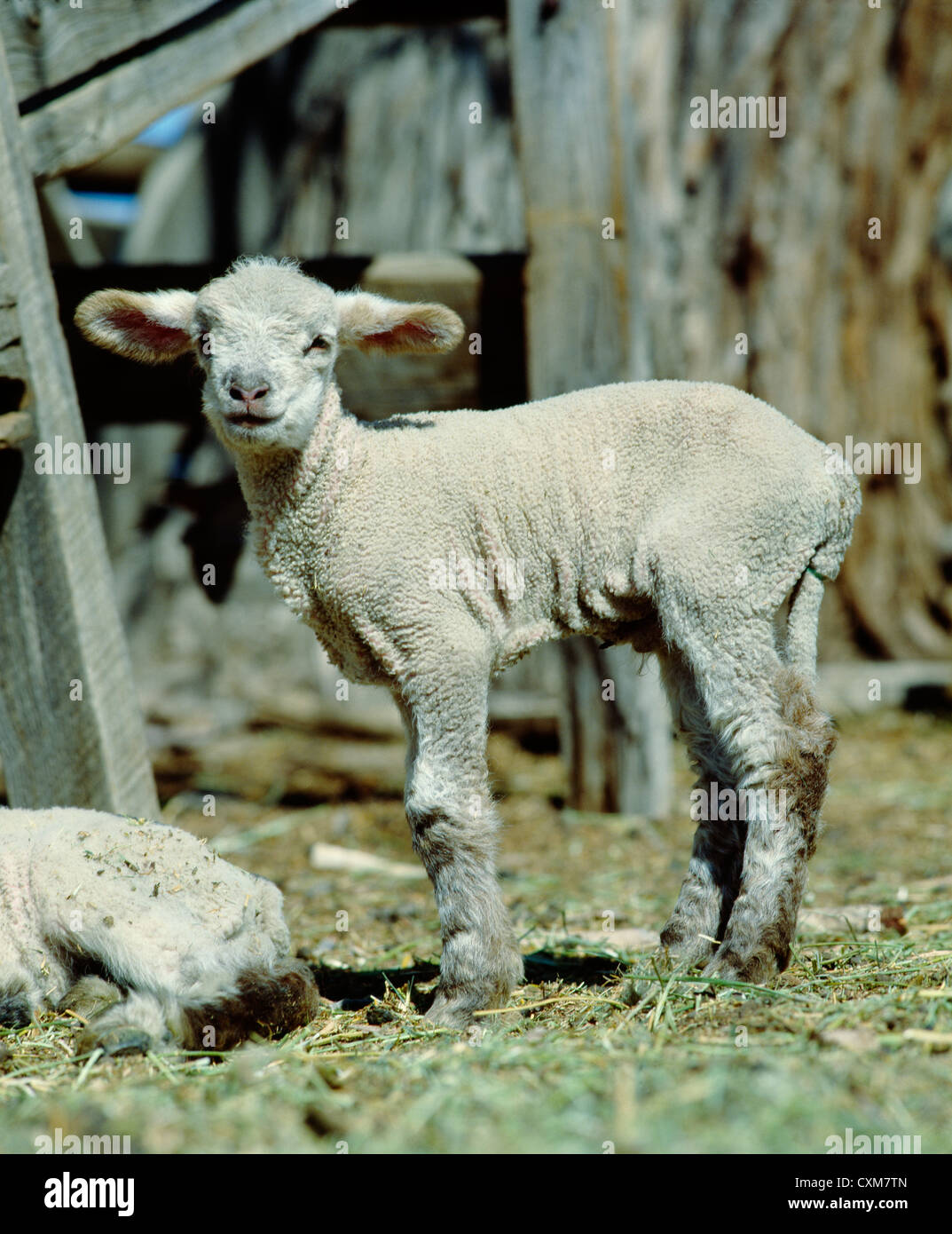 CROSSBRED LAMB / COLORADO Stock Photo - Alamy