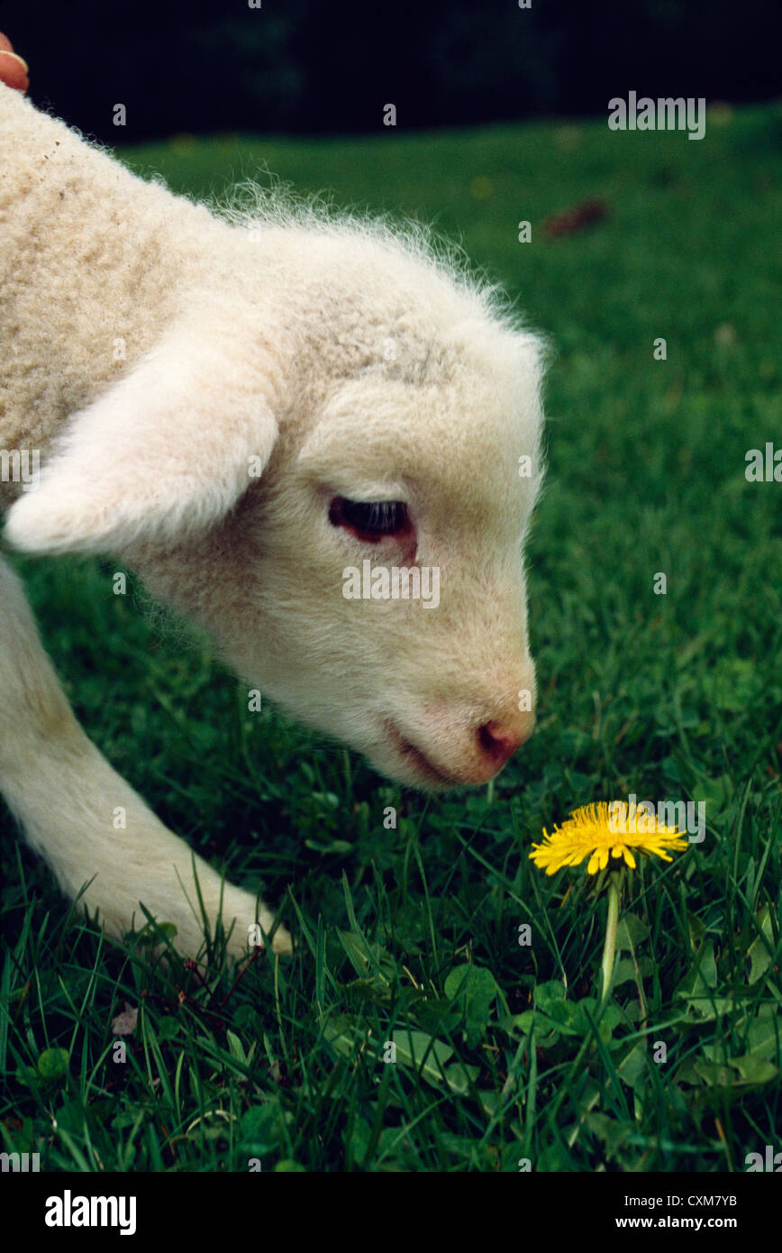 Lamb sniffing flower hi-res stock photography and images - Alamy