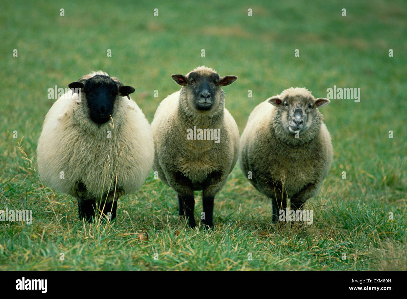 SCOTTISH HIGHLAND EWE Stock Photo - Alamy