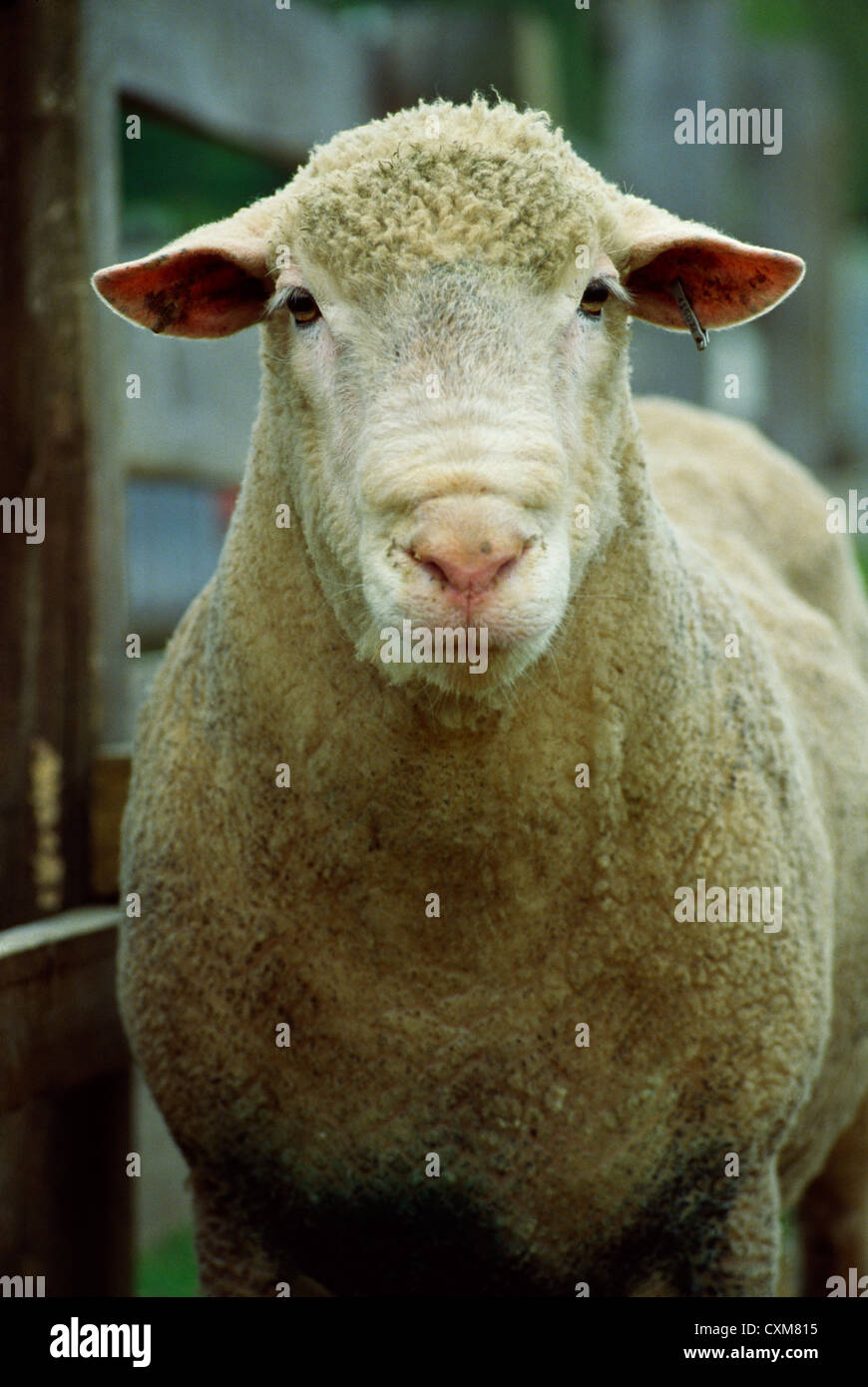 Horned dorsets hi-res stock photography and images - Alamy