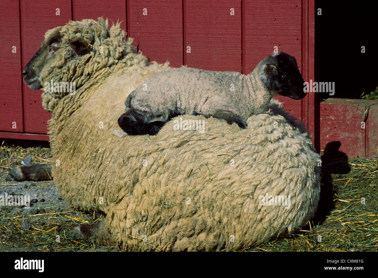 Climbing lamb hi-res stock photography and images - Alamy