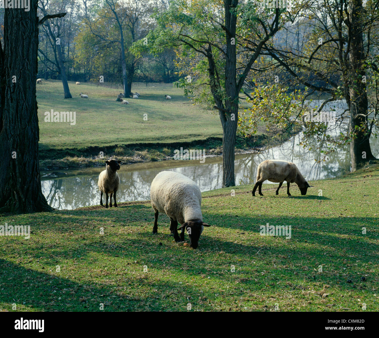 Suffolk sheep breed hi-res stock photography and images - Alamy
