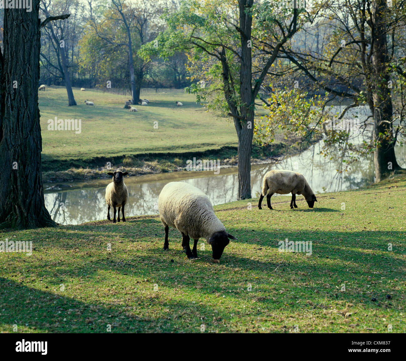 Welsh mule sheep hi-res stock photography and images - Alamy