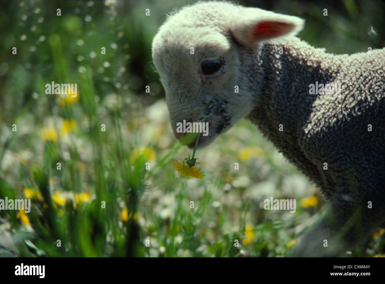 YOUNG LAMB EATING DANDELIONS Stock Photo - Alamy