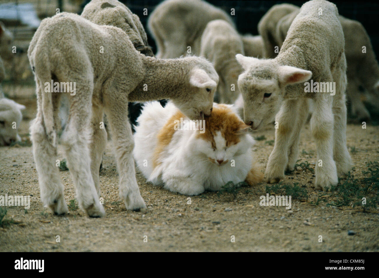 Cat and sheep hi-res stock photography and images - Alamy