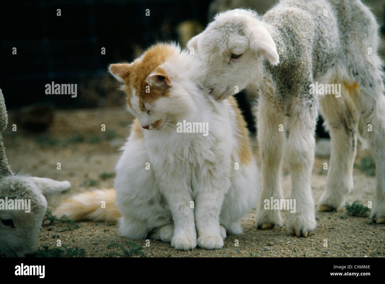 Cat and sheep hi-res stock photography and images - Alamy