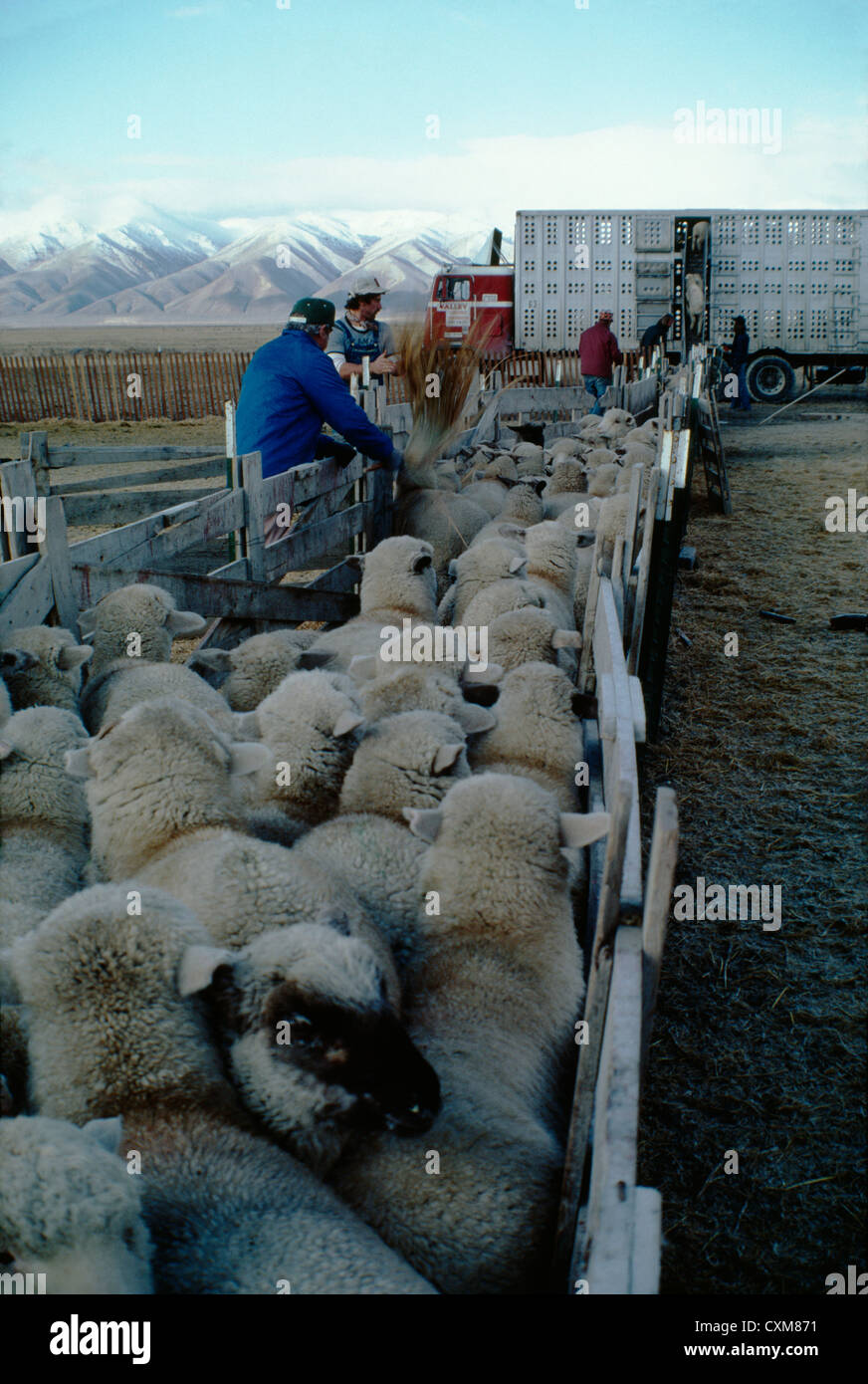 LOADING LAMBS INTO TRUCK Stock Photo - Alamy