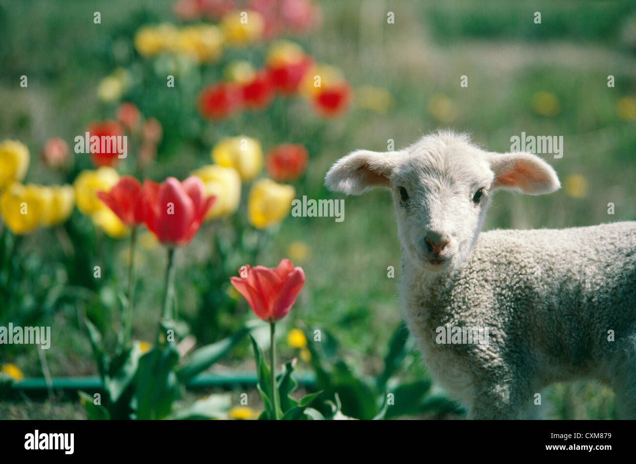 1 WEEK OLD LAMB STANDING BY FIELD OF TULIPS / NEVADA Stock Photo - Alamy