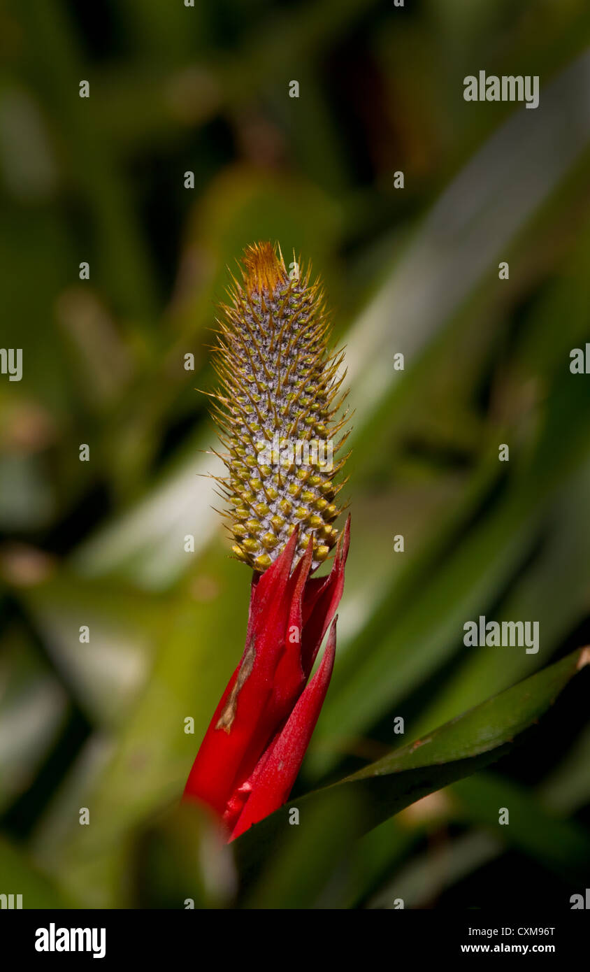 A colorful flowering bromeliad in Australia Stock Photo - Alamy