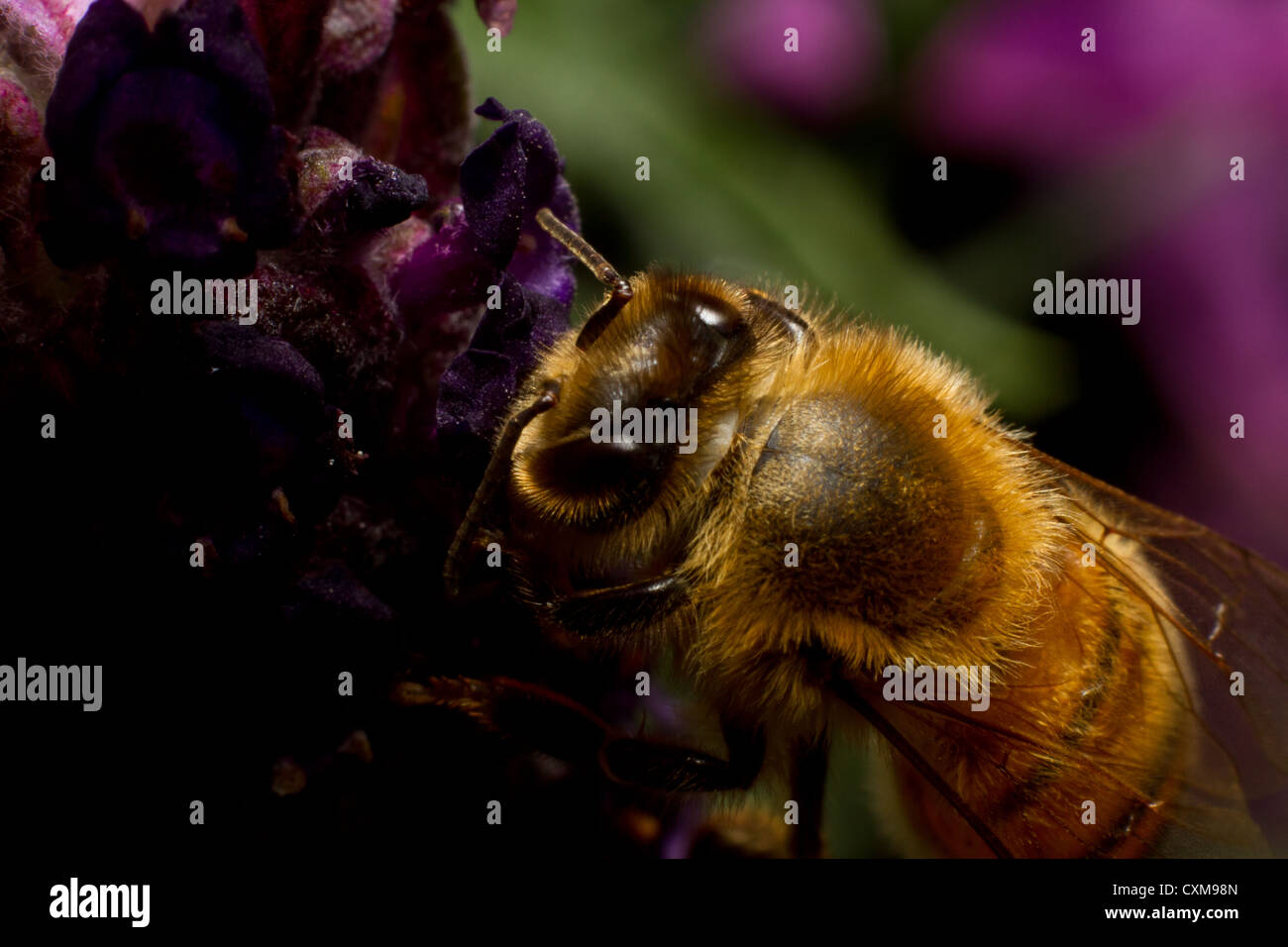 Close up of a honey bee collecting food from a lavender flower Stock ...