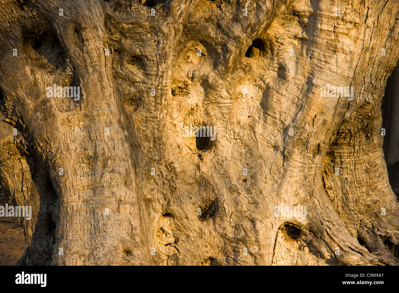 olive tree in a grove, in the Tramuntana mountains on Majorca, Spain ...