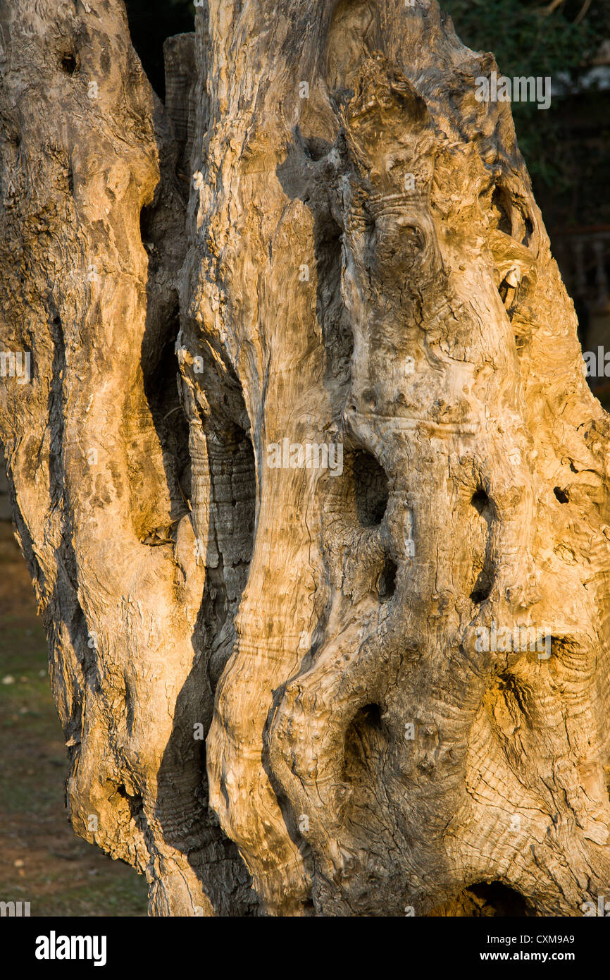 olive tree in a grove, in the Tramuntana mountains on Majorca, Spain ...