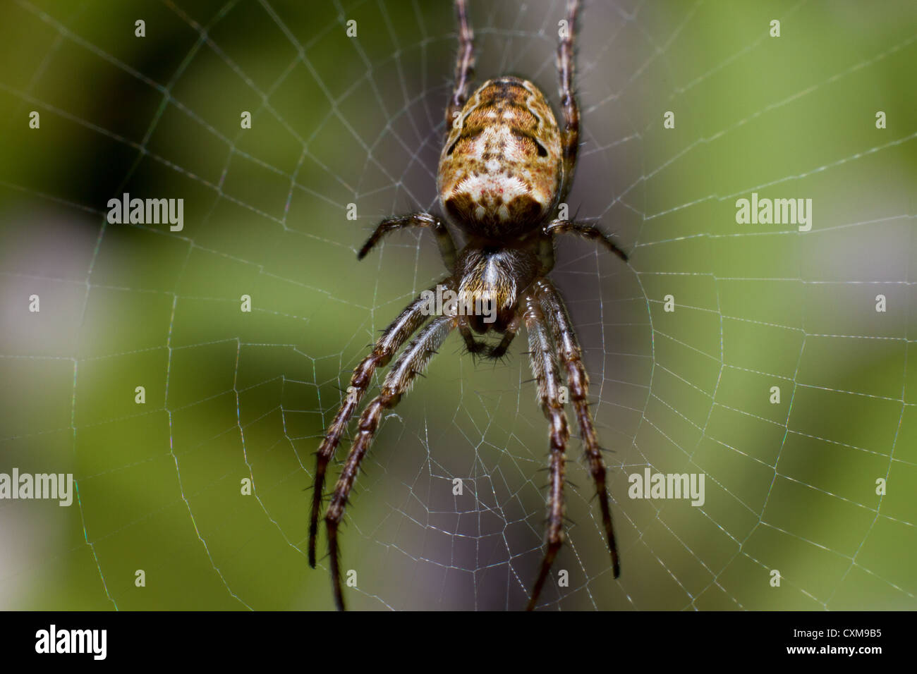 A colourful garden spider in her web. Australia Stock Photo - Alamy