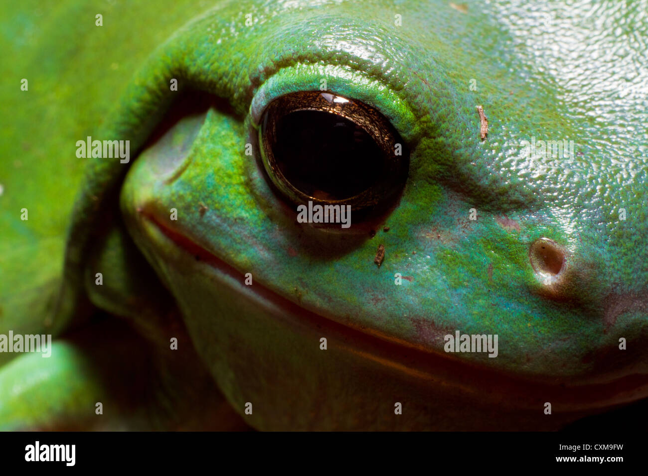 Close up of a Australian green tree frogs beautiful eye Stock Photo - Alamy