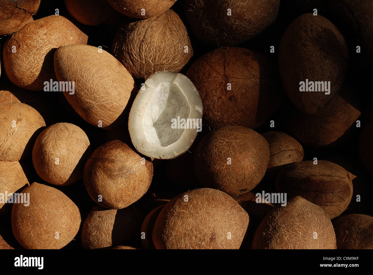 dry coconut ; coconut oil is extracted from this dried cocouts Stock ...