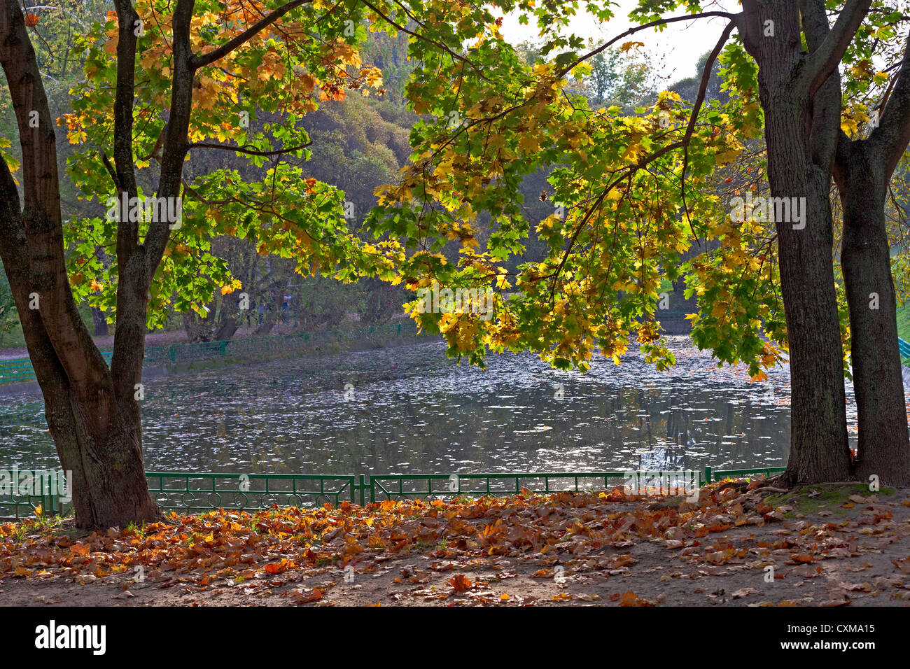 autumn trees in the park at the pond Stock Photo - Alamy
