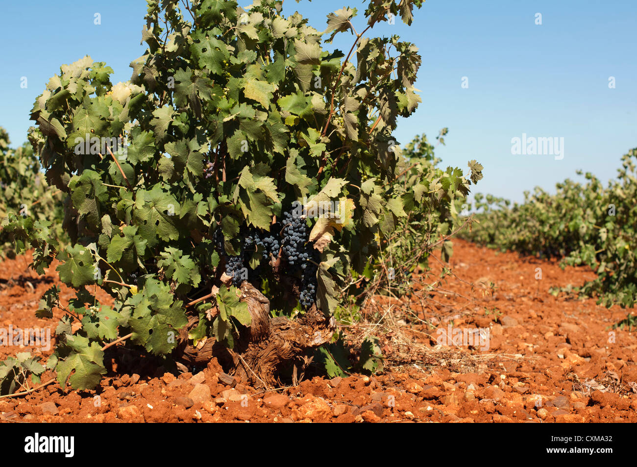 Vineyards in clean lines. Blue sky background Stock Photo - Alamy