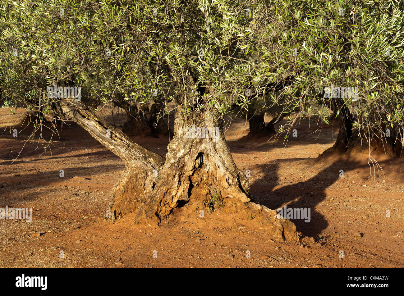 Olive tree sunset silhouette hi-res stock photography and images - Alamy