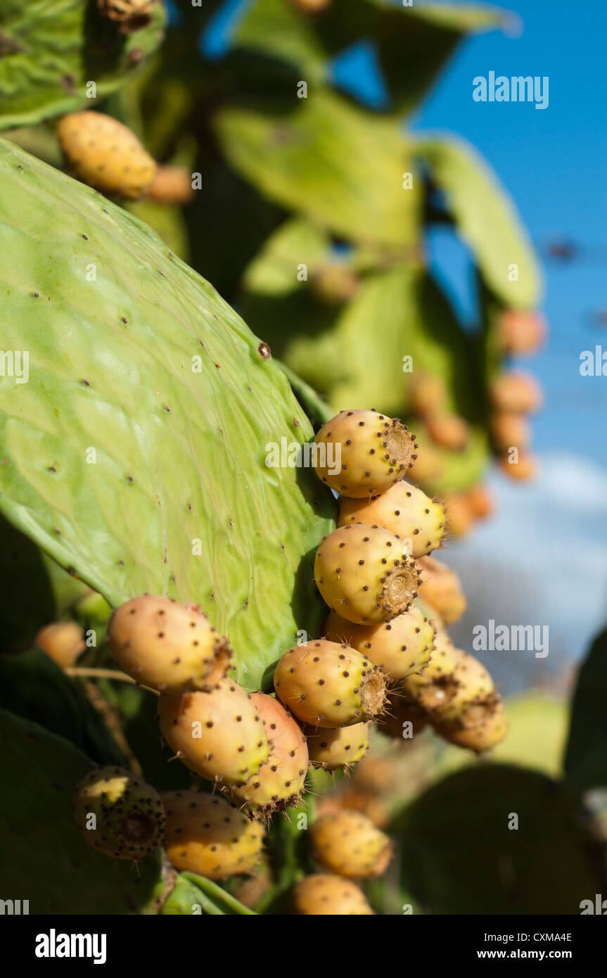 Cactus fruit. Ripe cactus fruits Stock Photo - Alamy