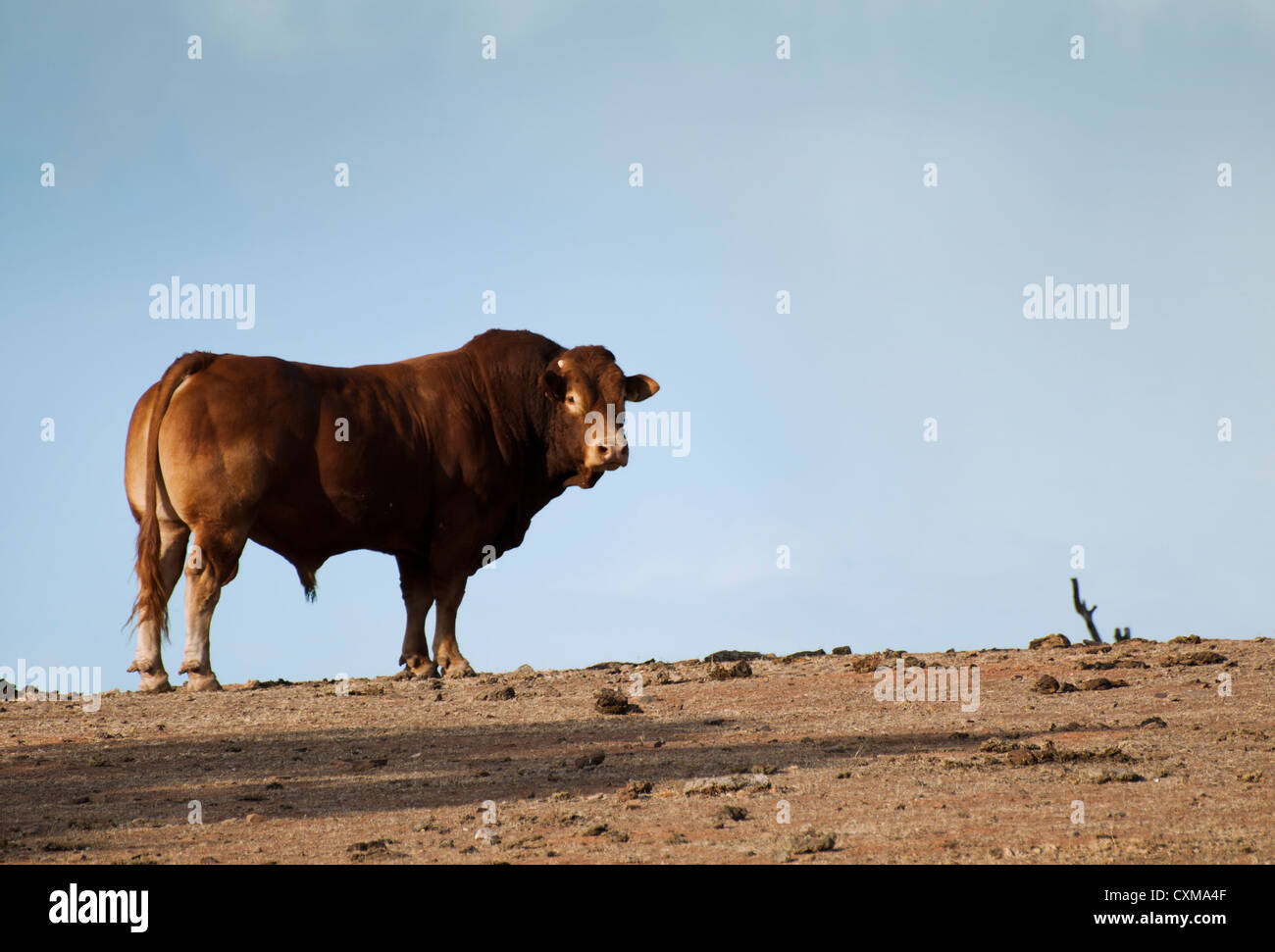 Bull on stock farm hi-res stock photography and images - Alamy