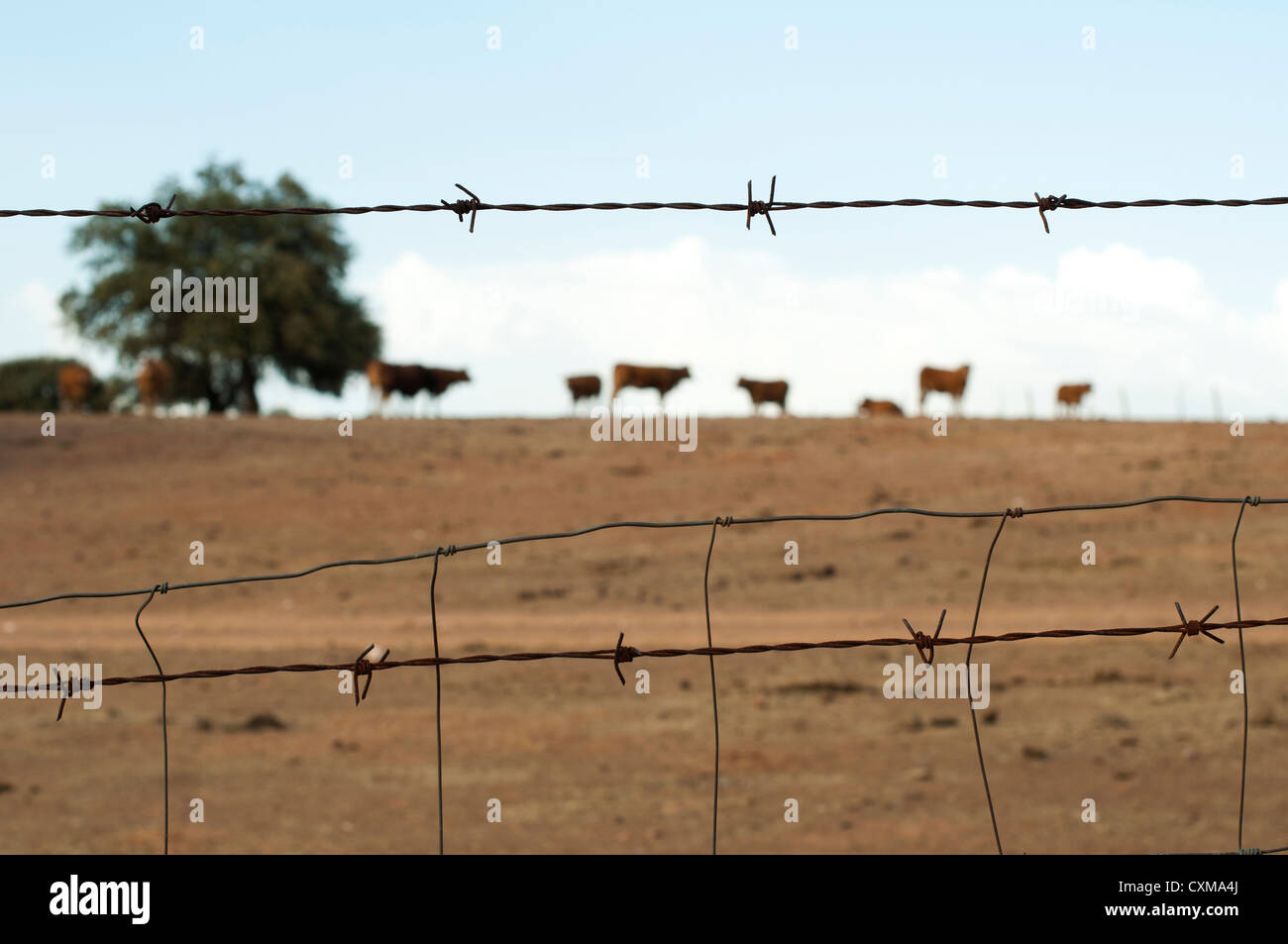 Barbed wire fence cattle farm hi-res stock photography and images - Alamy