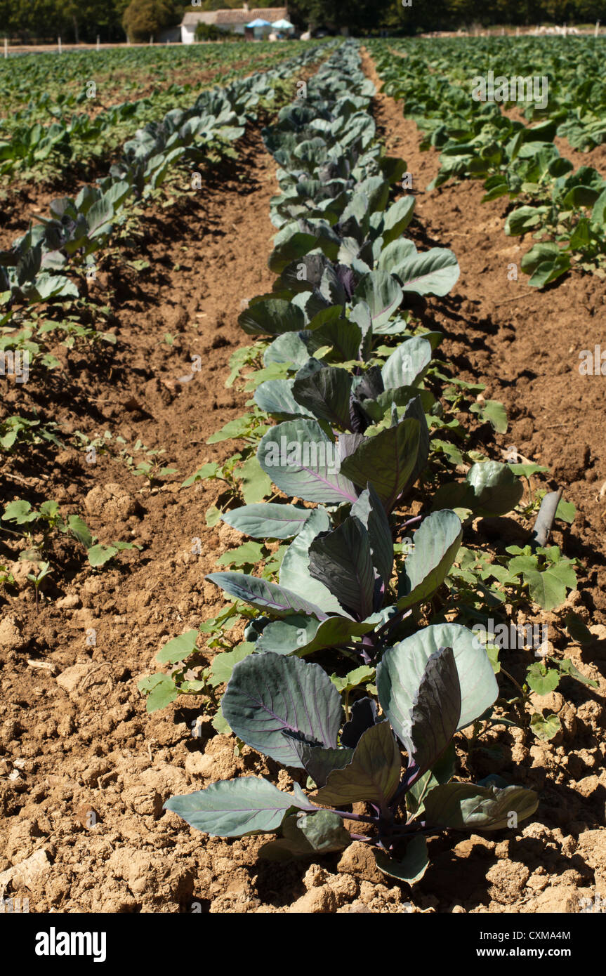 Plantation with cabbage on rows Stock Photo - Alamy