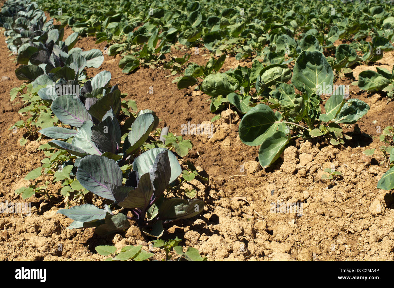 Plantation with cabbage on rows Stock Photo - Alamy