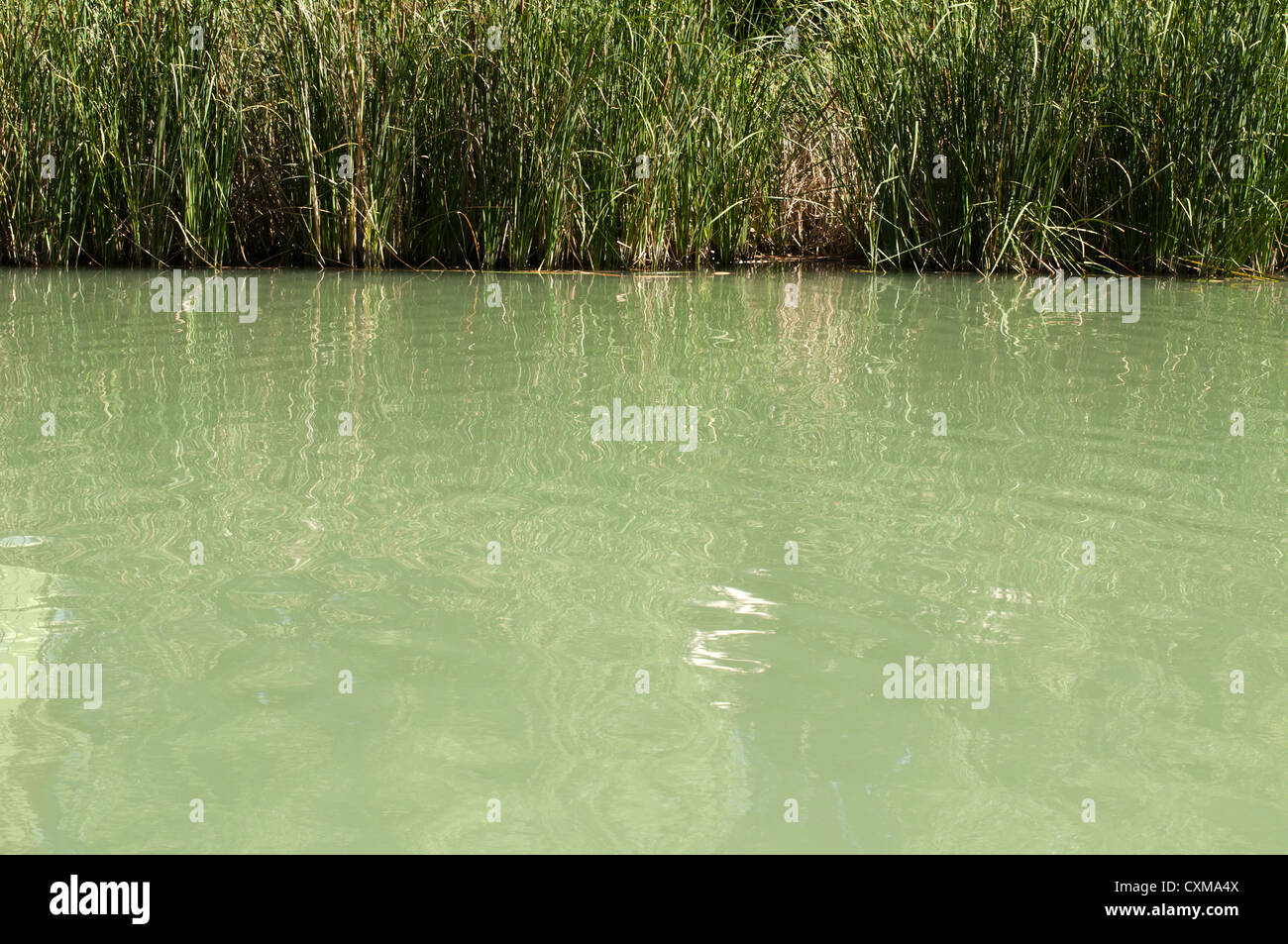 Cane in River Stock Photo - Alamy