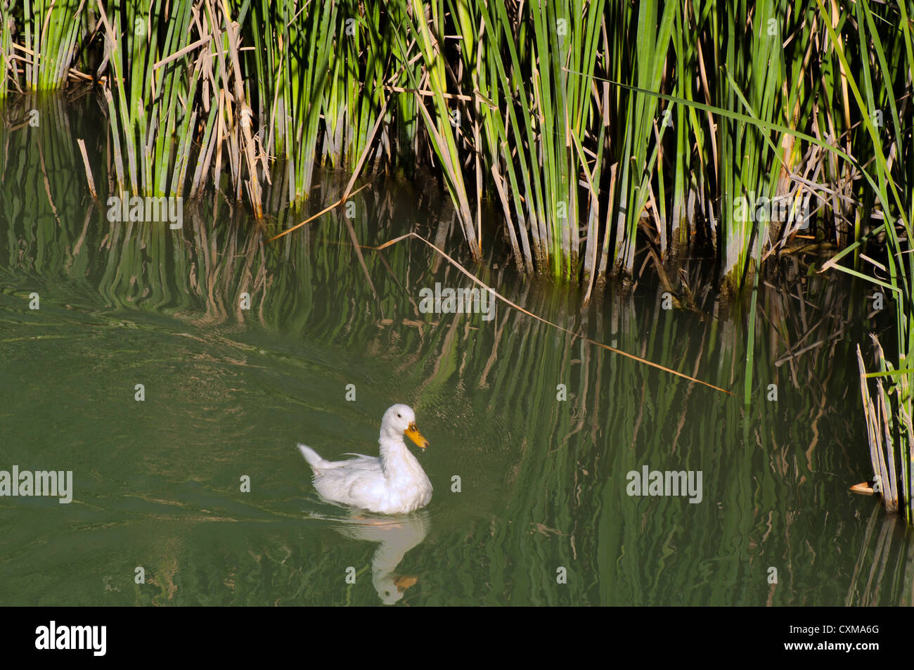 Ducks in the river and reeds Stock Photo - Alamy