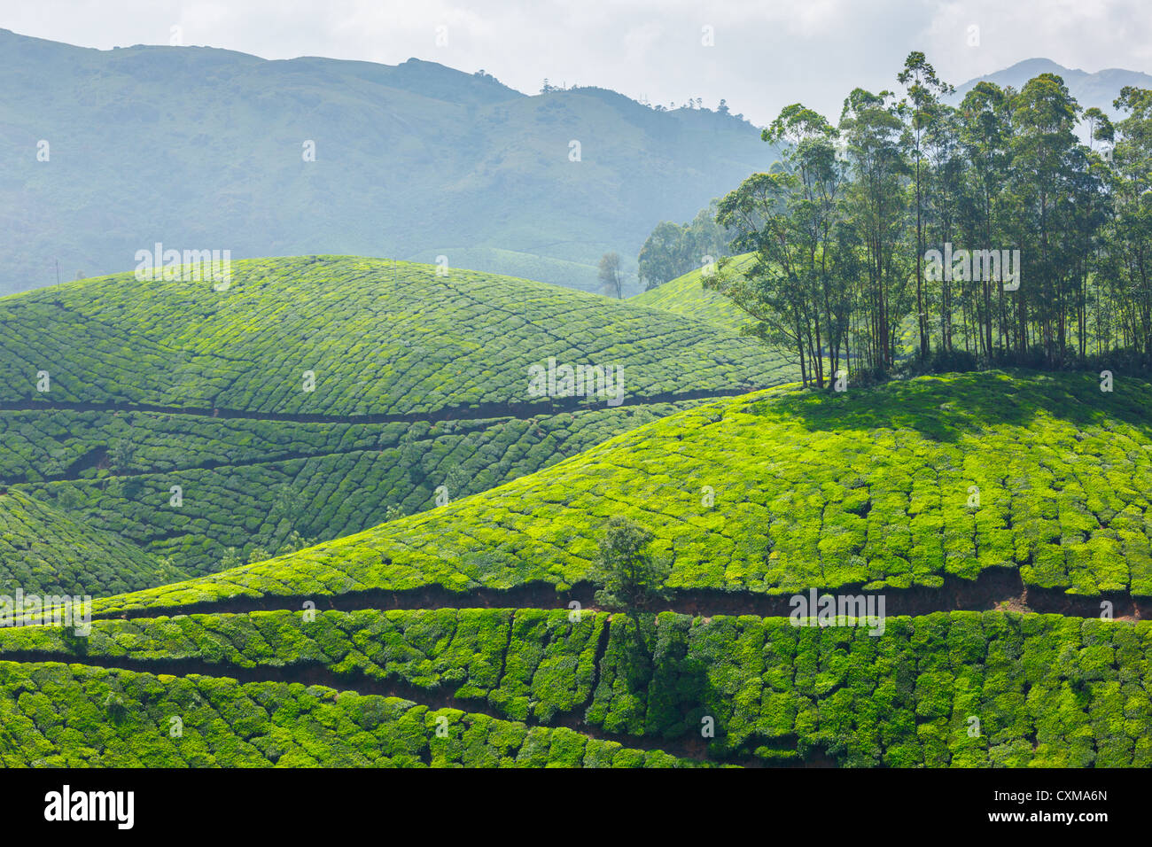 Munnar plant kerala nature scene hi-res stock photography and images ...