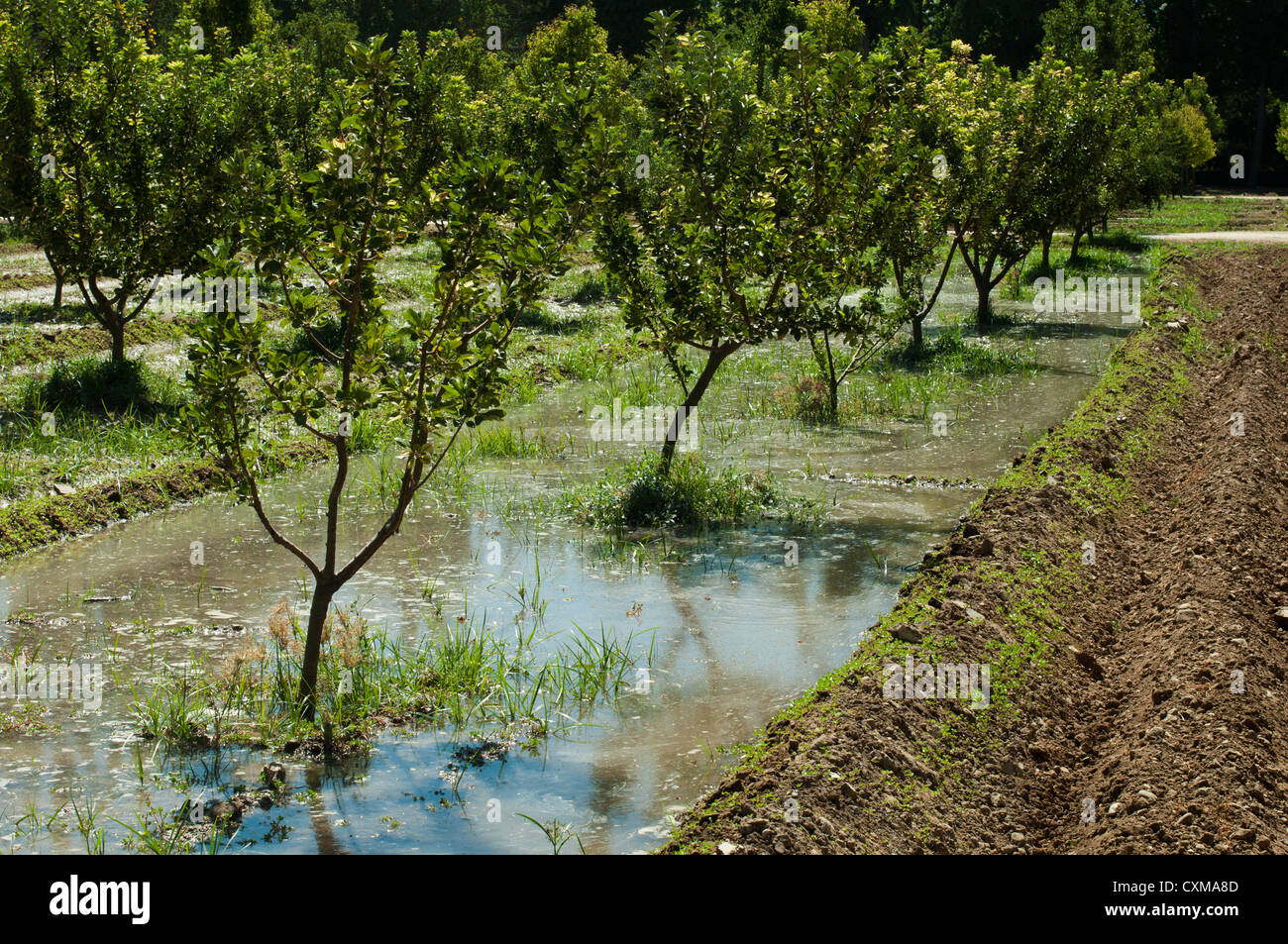 Watering orchard. Water channels Stock Photo - Alamy