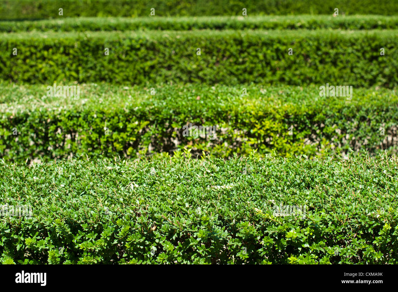 Green background of garden shrubs Stock Photo - Alamy