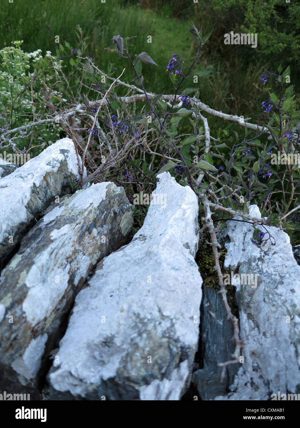 Wall and field - Bodedern - Isle of Anglesey - Wales - UK Stock Photo ...