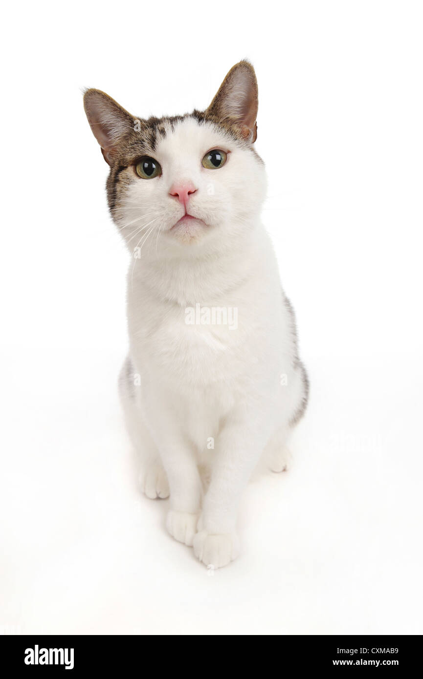 Cat sitting, studio shot with white background Stock Photo - Alamy
