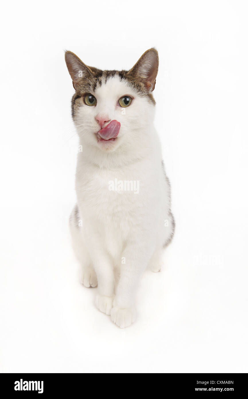 Cat licking lips, studio shot with white background Stock Photo - Alamy