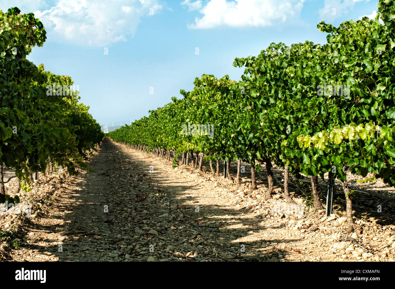 Vineyards in clean lines. Blue sky background Stock Photo - Alamy