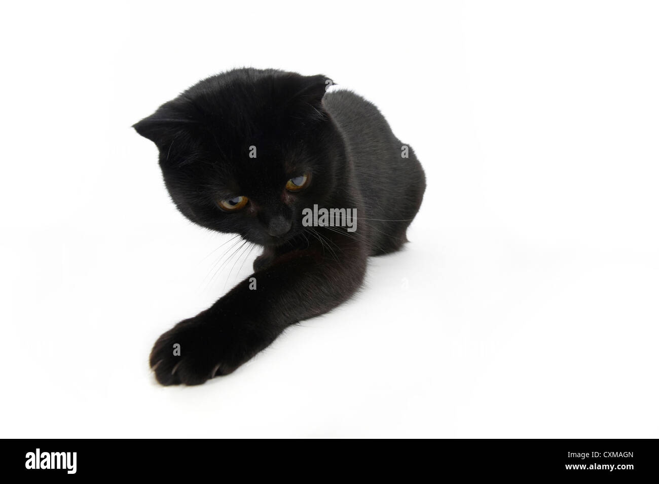 Pouncing cat hi-res stock photography and images - Alamy