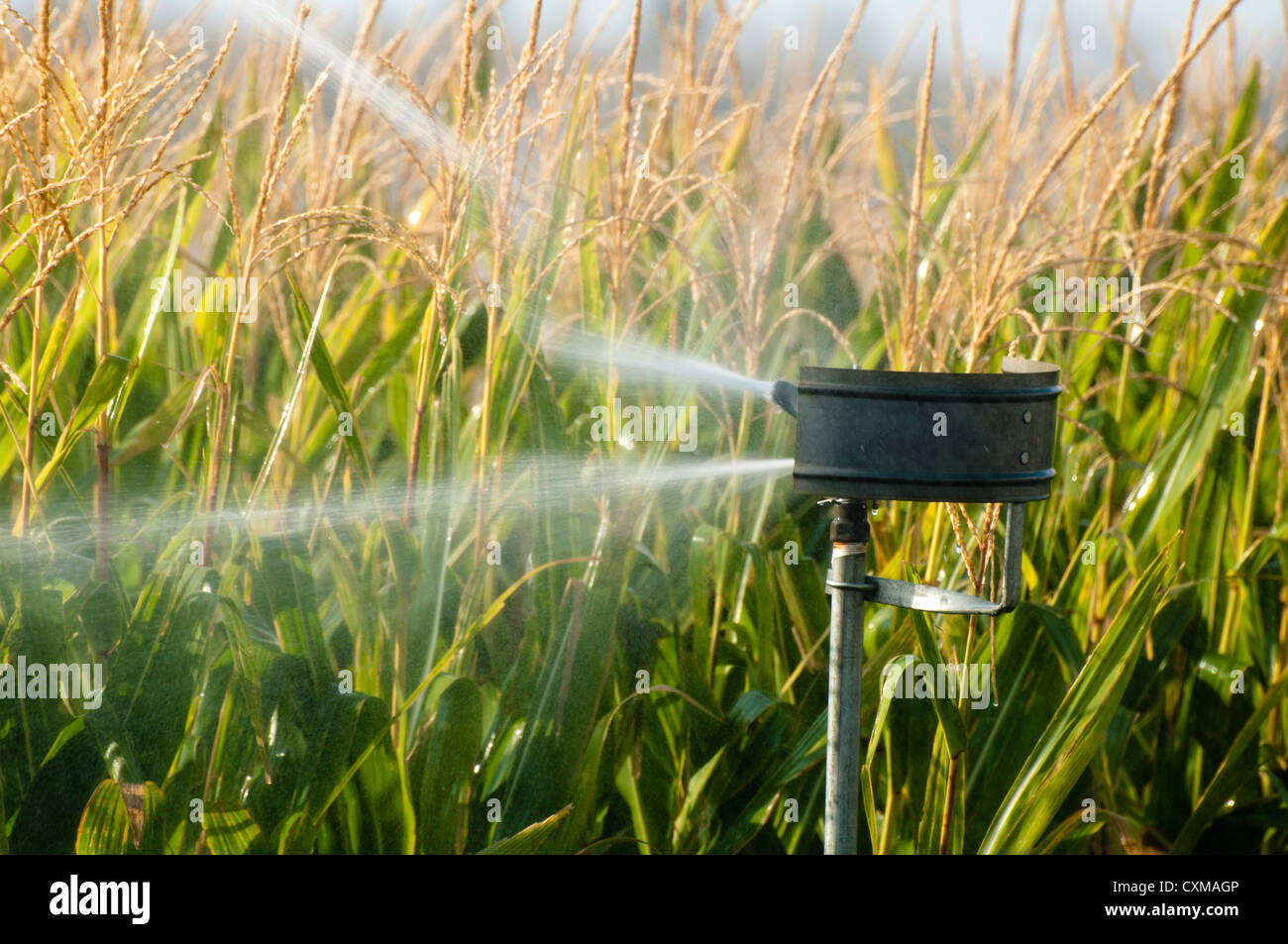 Watering the corn plantation. Irrigation close up Stock Photo - Alamy