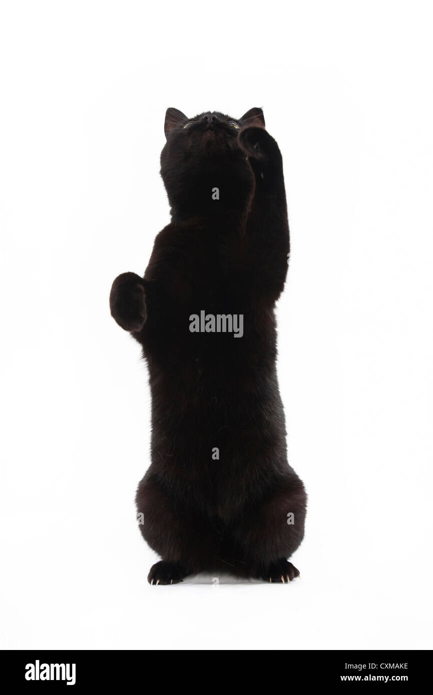 Black cat sitting on hind legs with paws in the air, studio shot with ...