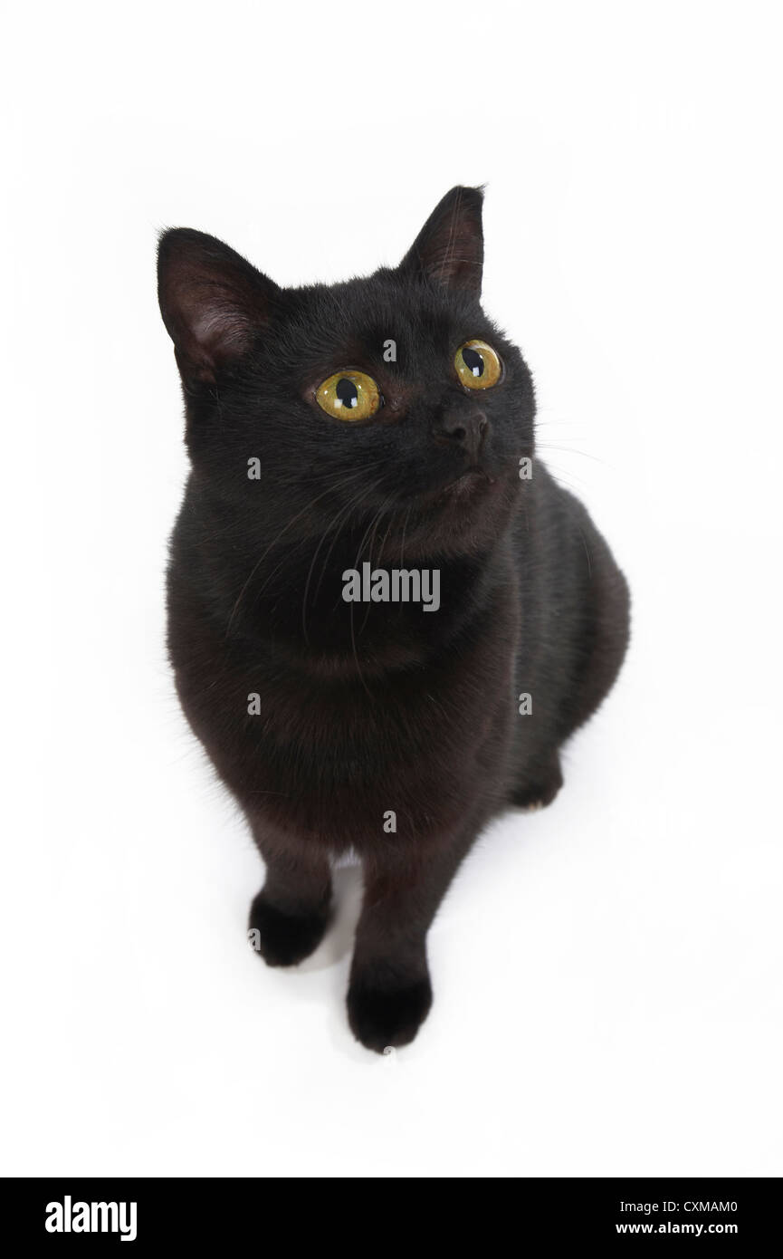Cat sitting, studio shot with white background Stock Photo - Alamy