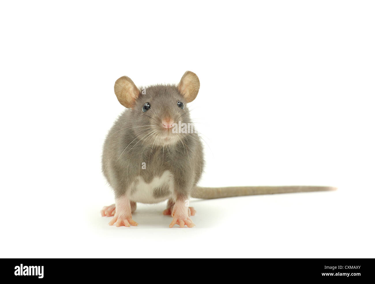 funny rat isolated on white background Stock Photo - Alamy