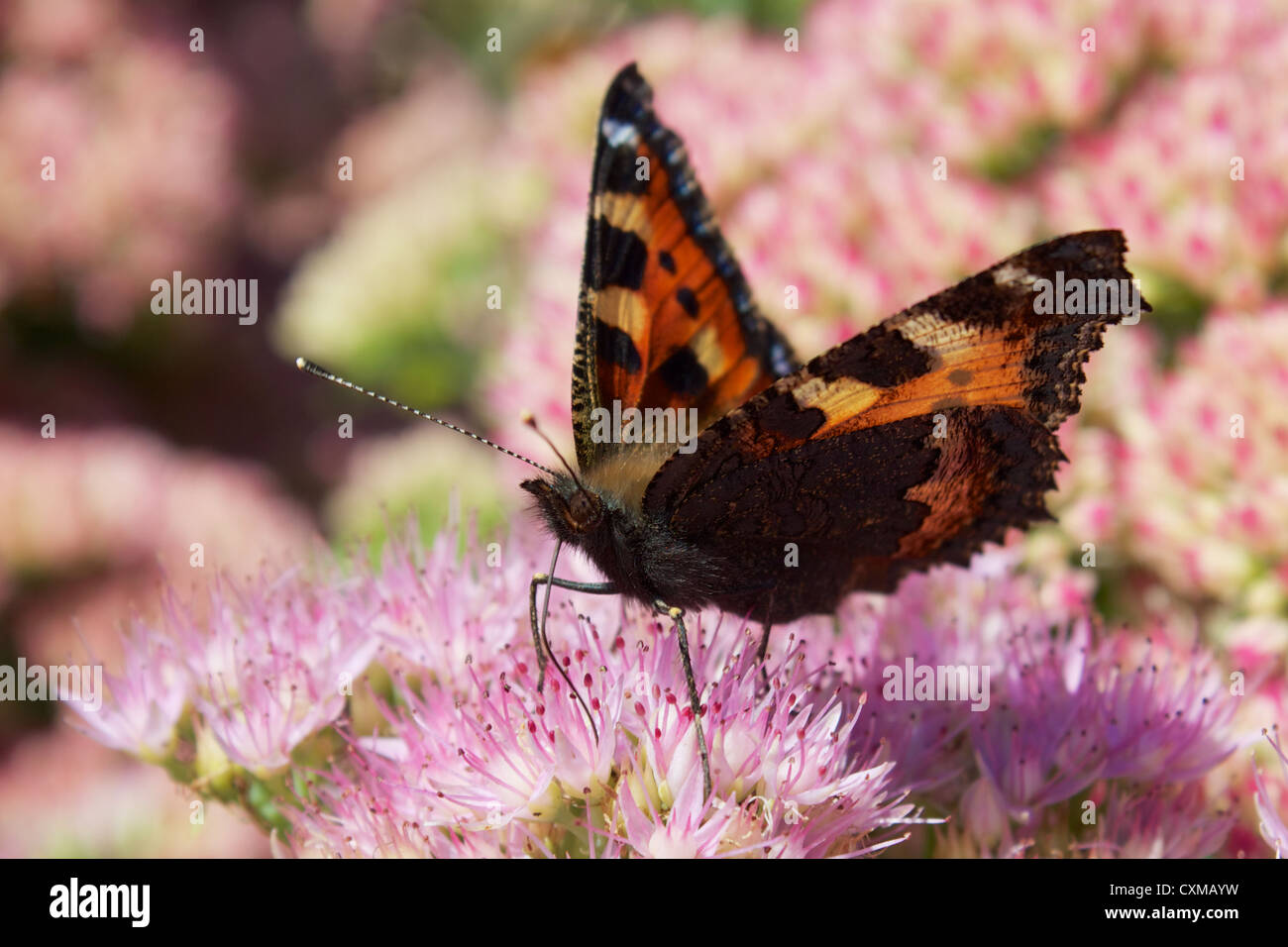 Small Tortoiseshell Butterfly Stock Photo - Alamy