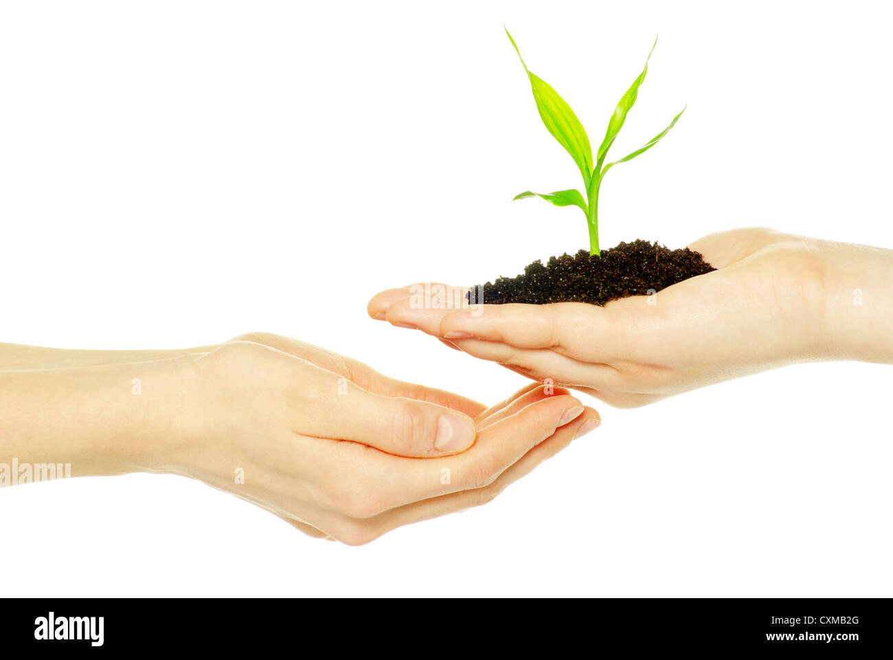Hands holding sapling in soil on white Stock Photo - Alamy